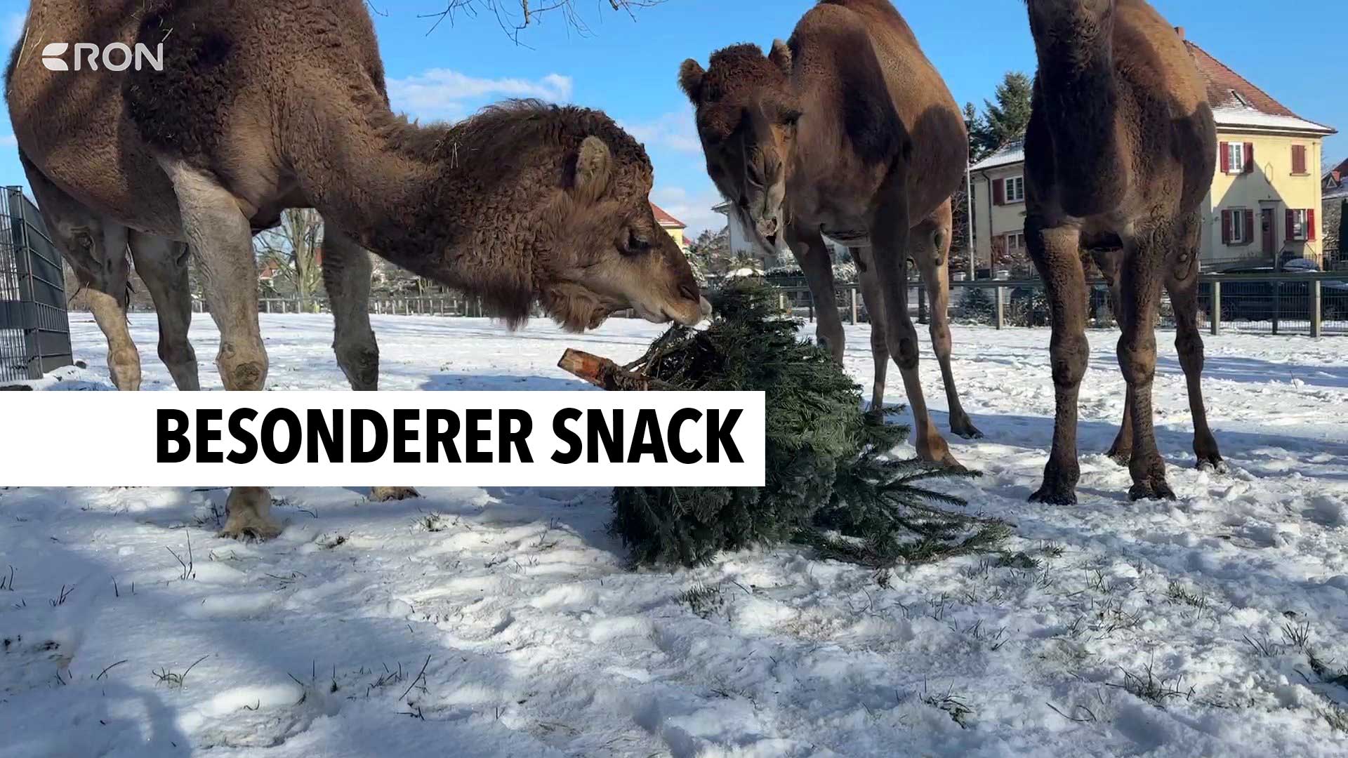 Tiere freuen sich über Tannenbäume - RON TV