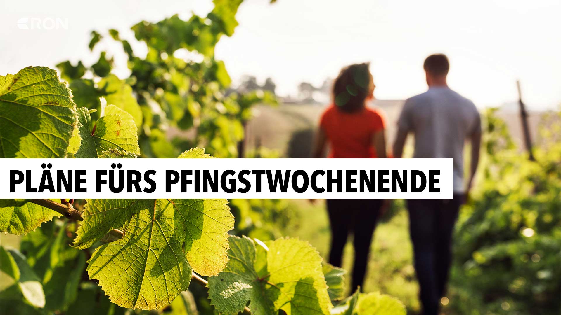 Weinwanderung in der Pfalz als heißer Tipp - RON TV
