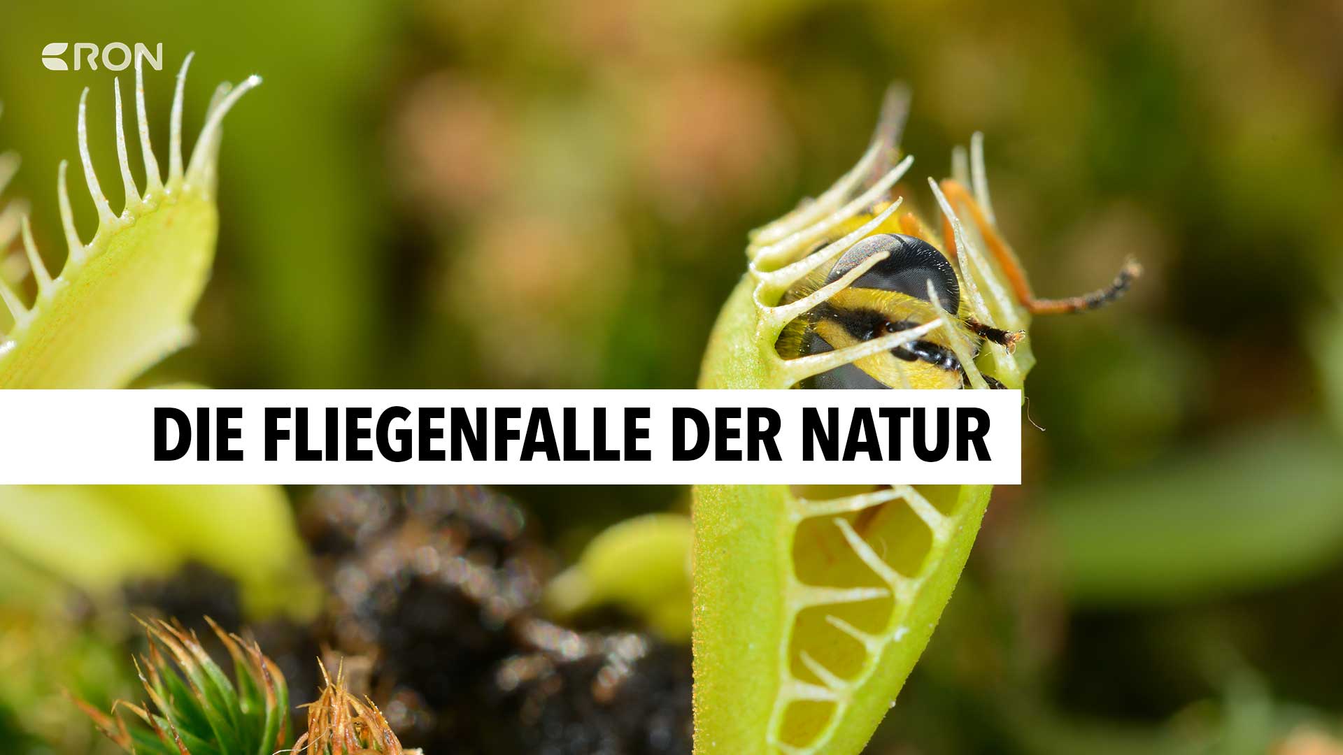 Fleischfressende Pflanzen Trauermucken